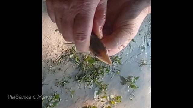 Выпускаем Стерлядь и сазанчика !