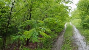 Колокольный исцеляющий от болезней звон и звуки природы,успокаивающие нервную систему, пение сверчк