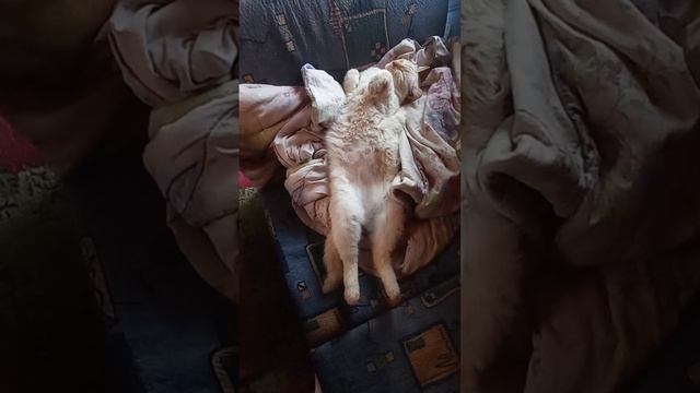 Кот