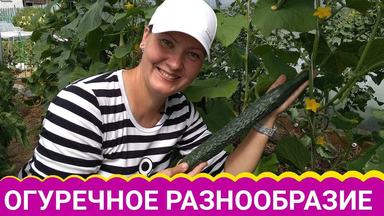 Салатные огурцы. Какие они?