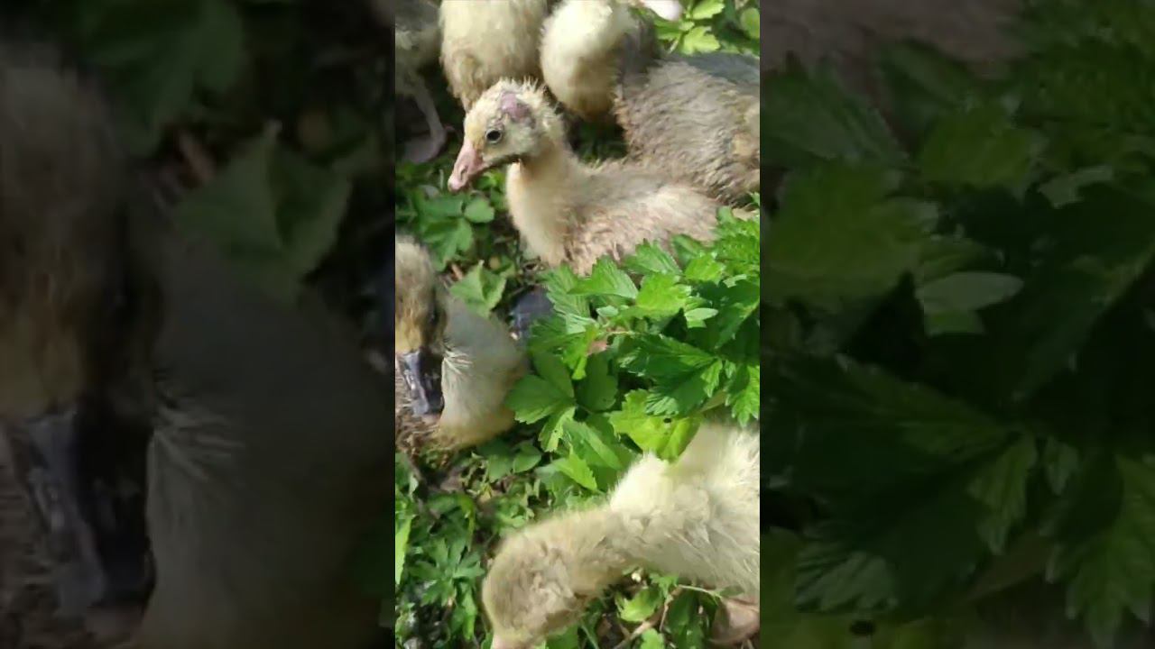ГУСЯТА НА СОЛНЦЕ И ТРАВЕ #animals #яйца #инкубация #гектар #линда #серый #траваудома #egg