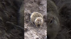 В гости к сусликам Джилы-Су #funny_animals