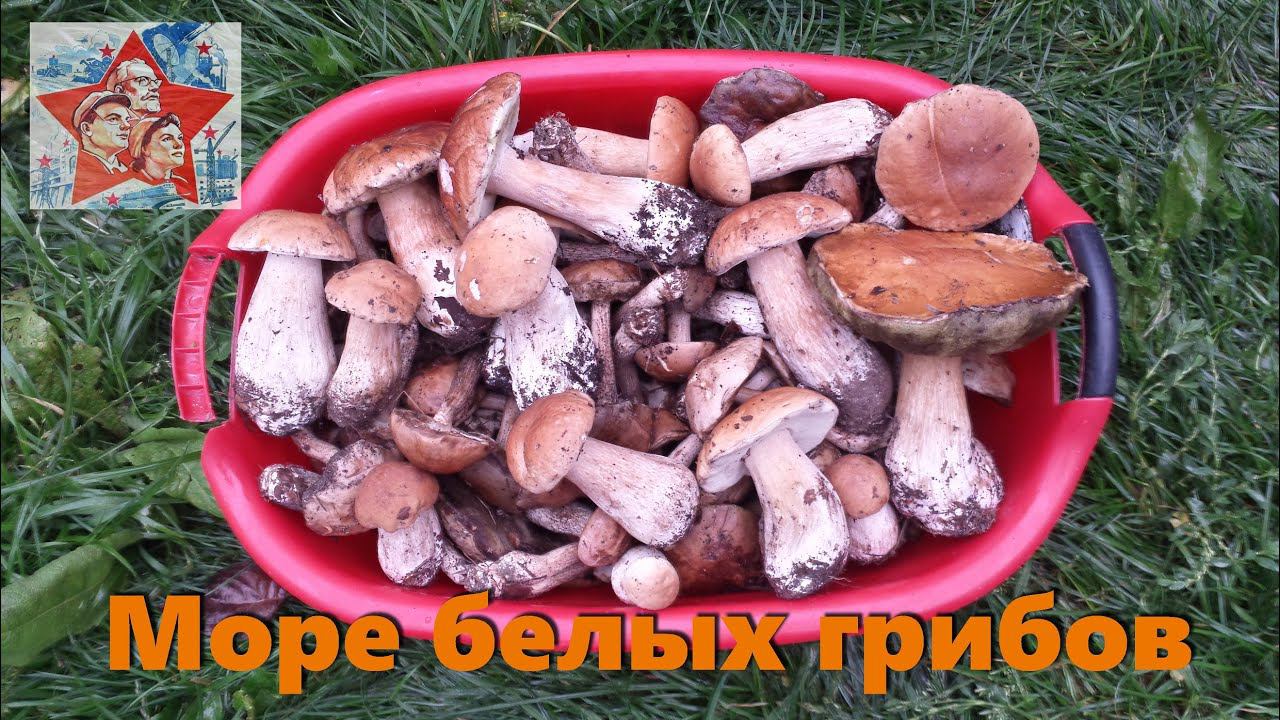 Белые грибы повсюду. Грибалка. Тихая Охота. Архив