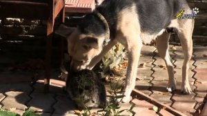Кошки и собаки, дворняги, стаффорд - вопрос жизни и смерти / Dogs & Cats