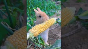 Кролик ест кукурузу