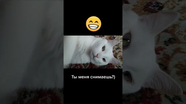 #смешной#юмор#смех#рекомендация