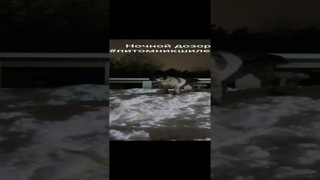 Ночной дозор
