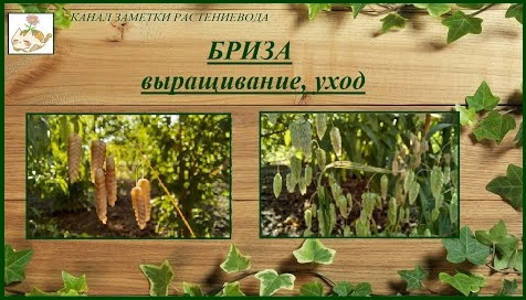 Бриза большая (трясунка) выращивание из семян, элегантный и неприхотливый злак