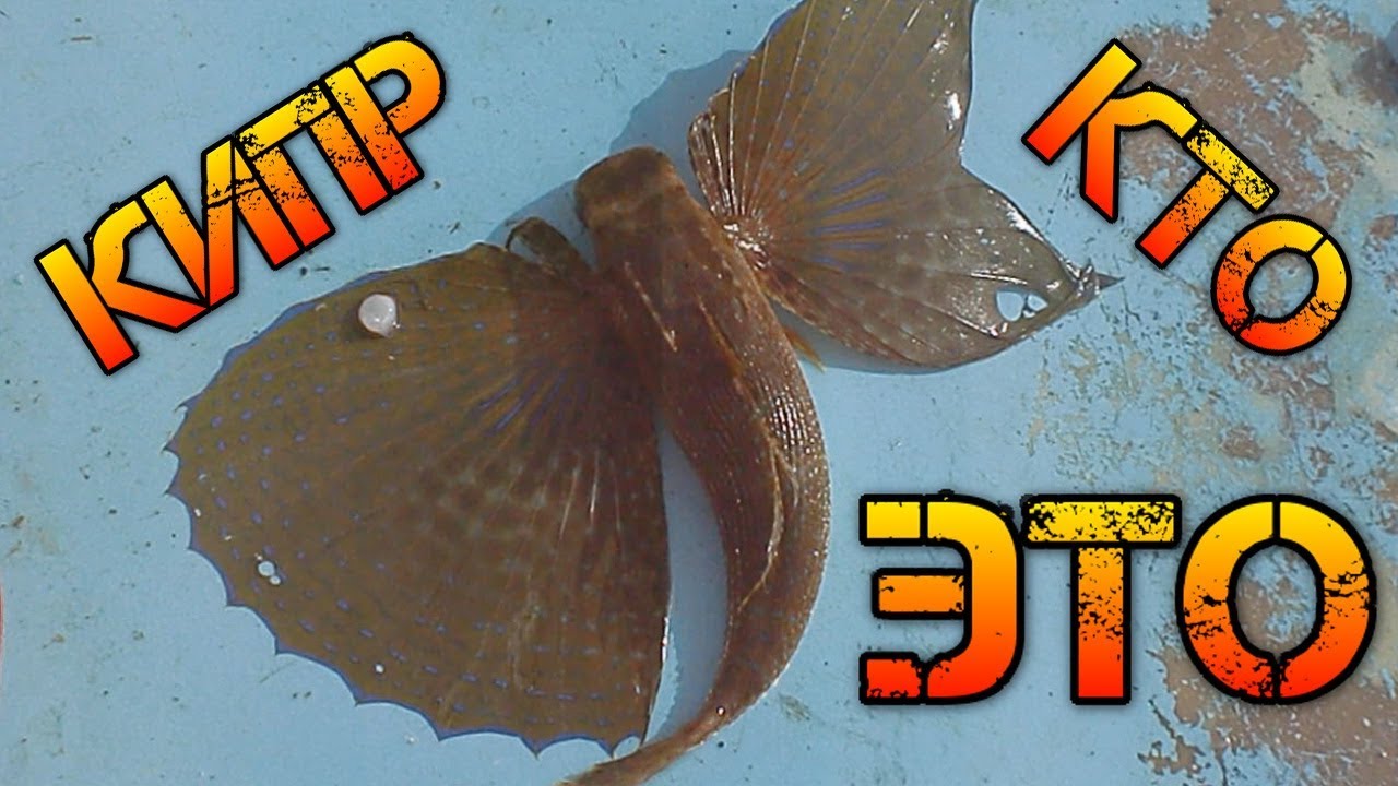 Рыбалка на Кипре 1 / Cyprus National Fishing 1