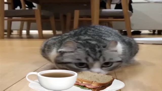 что ты ел на завтрак но это комару