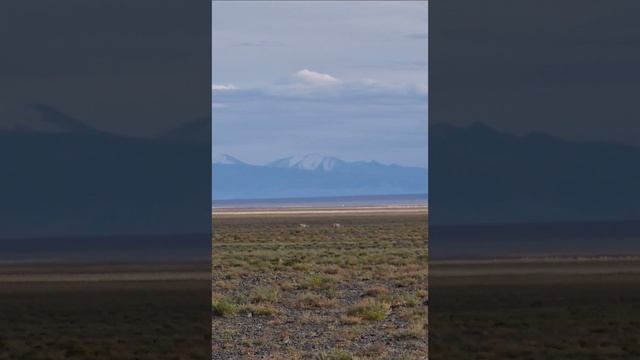 сайгаки в Монголии.mp4