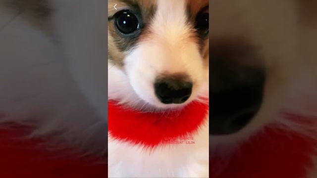 Папийон. Щенок. Лилин. #папийон #papillondog #папильон #лакшерифаворит