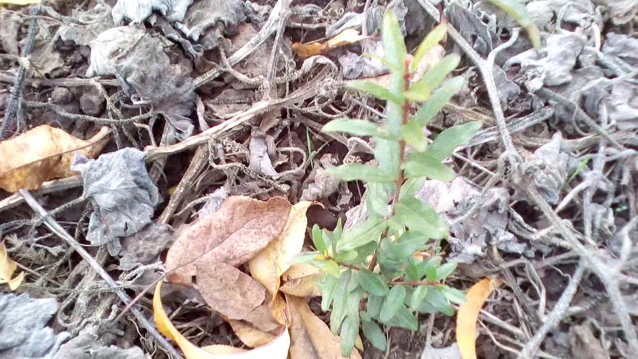 ГРАНАТ от семени до деревца ОСЕНЬ, годичный результат