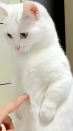 "кот в шоке" смешной мальчик