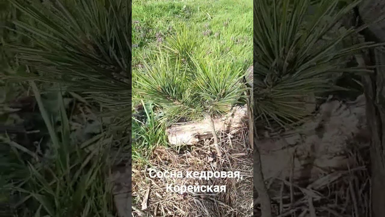 Привитые кедры