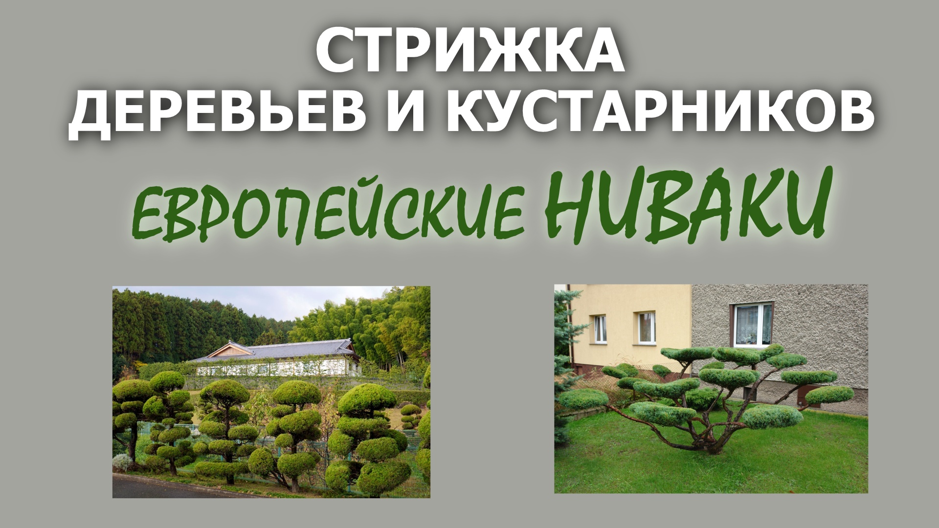 Европейские Ниваки. Часть 2 из цикла "Стрижка деревьев и кустарников"