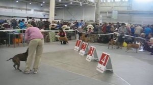 FCI-CACIB 22.04.2012  кобели Юниоры