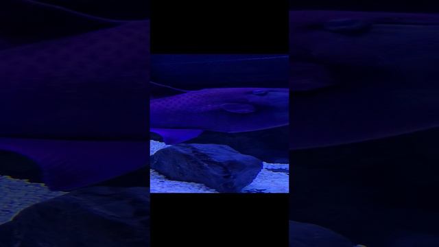 Blue Fish