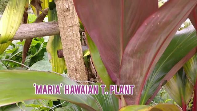 Plant Names and Pictures- Plant Identification - смотреть видео онлайн ...