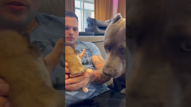 Бешеный взгляд питбуля на щенков акиты