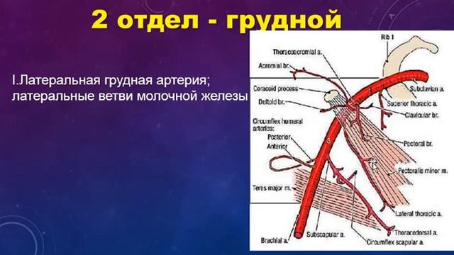 ПОДМЫШЕЧНАЯ АРТЕРИЯ