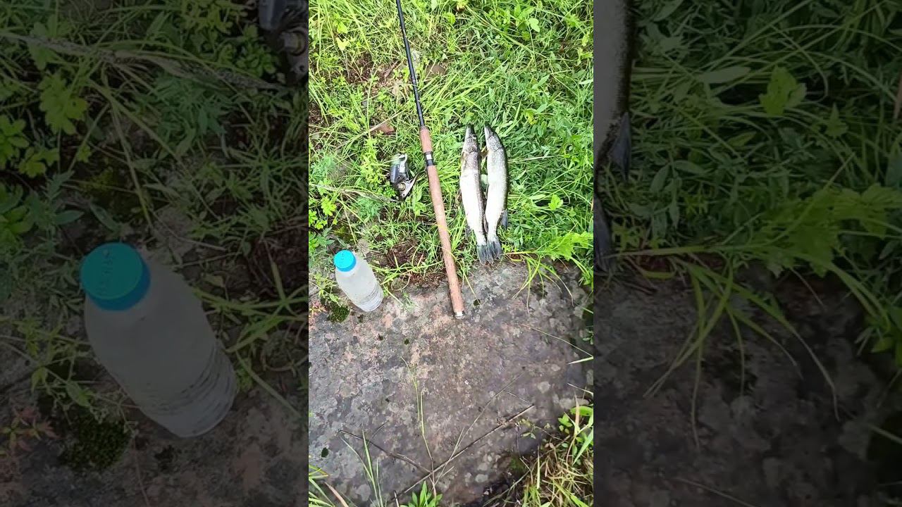 Некоторые моменты из моей рыбалки на реке Чусовая у камня Корова в конце июля 2023 года