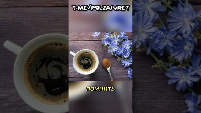 Цикорий польза и вред