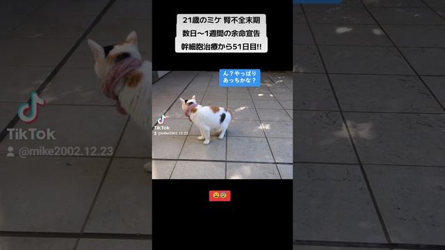 余命宣告された21歳のミケ 幹細胞治療から51日目!! #猫の腎臓病 #猫の慢性腎不全 #猫の余命宣告 #ミケ #猫の幹細胞治療 #猫の腎不全末期 #猫の再生医療 #老猫21歳 #三毛猫 #猫の散歩
