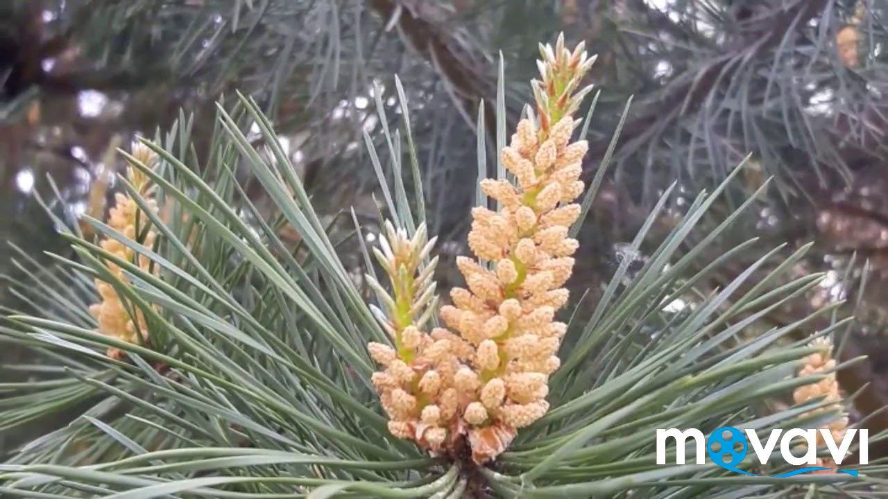 А за калиткой!?.....