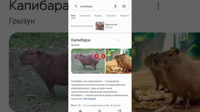 КАПИБАРУ МОЖНО КУПИТЬ??? *куплю реальную капибару если мы наберем 200 тыс. *