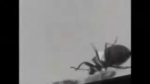 ОТПУГИВАТЕЛЬ «PEST REJECT»ЭФФЕКТИВНОЕ СРЕДСТВО ОТ КЛОПОВ, ТАРАКАНОВ И ГРЫЗУНОВ