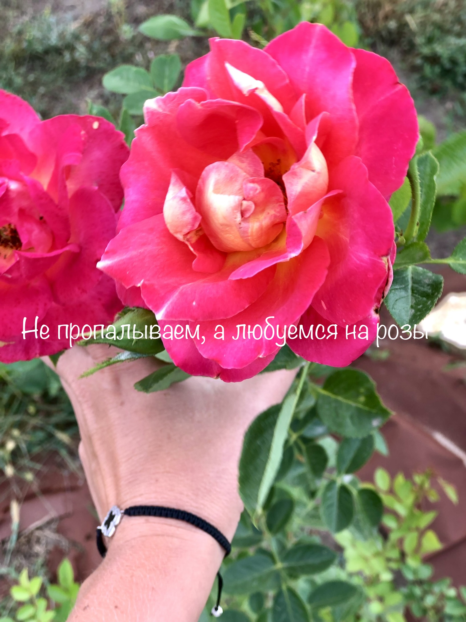 Розы без забот и хлопот