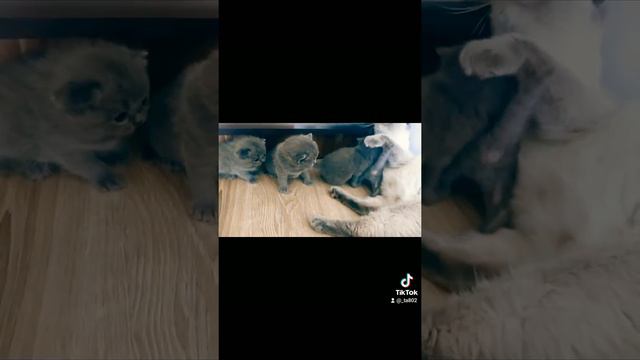 котятам 2 недели 😍🤗❤️💞