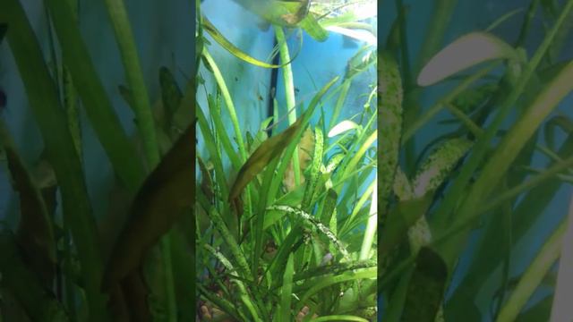 Is this a leech? Freshwater aquatium