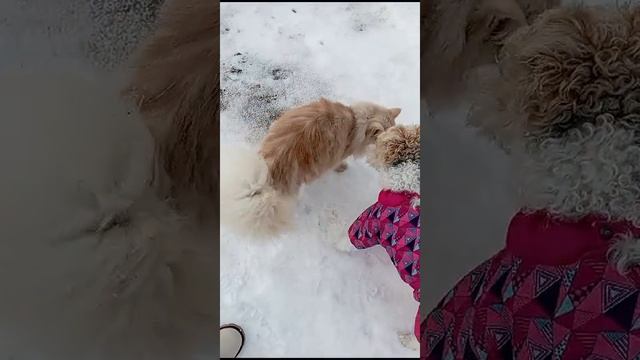 Как кошка с собакой.