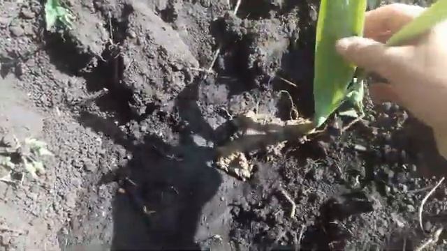 Как пересадить  ирисы .