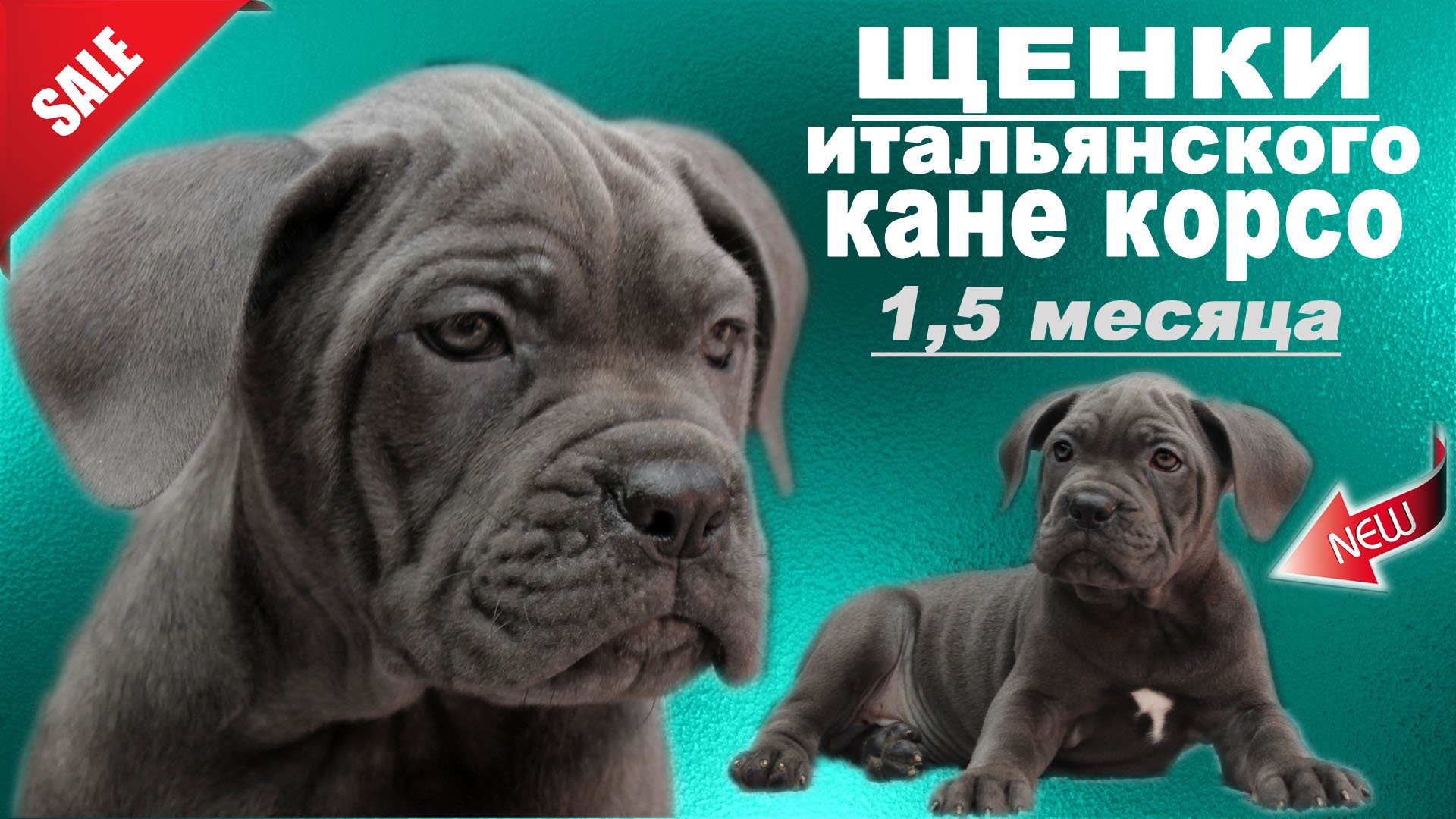 Щенки итальянского кане корсо. Кобели из помета - Ю-2021