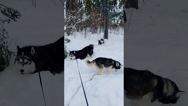 Внимание‼️ведутся раскопки профессионалами☝?? #shortvideo