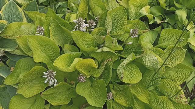 VID_20240617_142201 Хосты на солнце вдоль дорожки