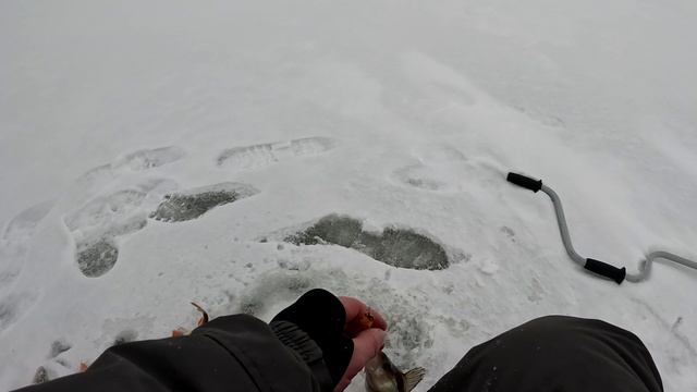 Первый ОКУНЬ на ПСКОВСКОМ озере. Рыбалка на зимнию блесну!!!!