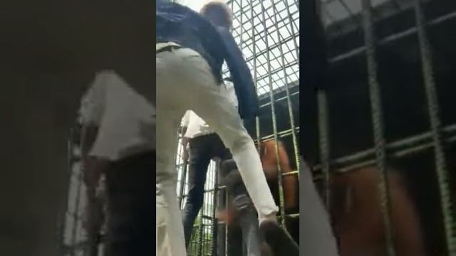 Обезьяна схватила человека