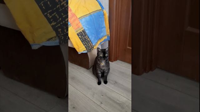Вот что может моя кошка Багира😻