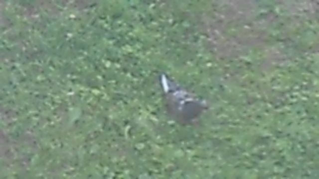 Голуби пасутся и клюют траву 54335643564 DSCN4432