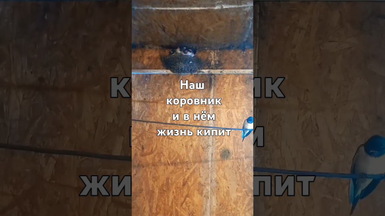 Жизнь кипит в коровнике