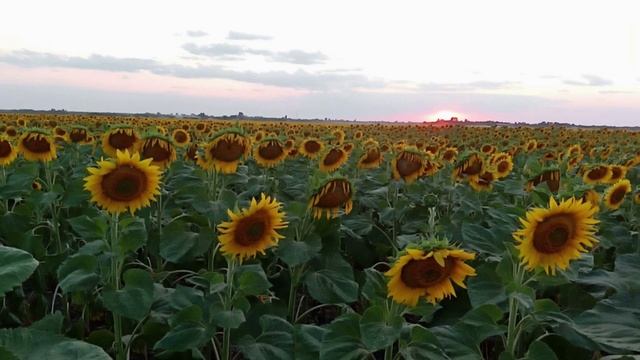 Подсолнухи / Закат / Солнце уходит за горизонт /