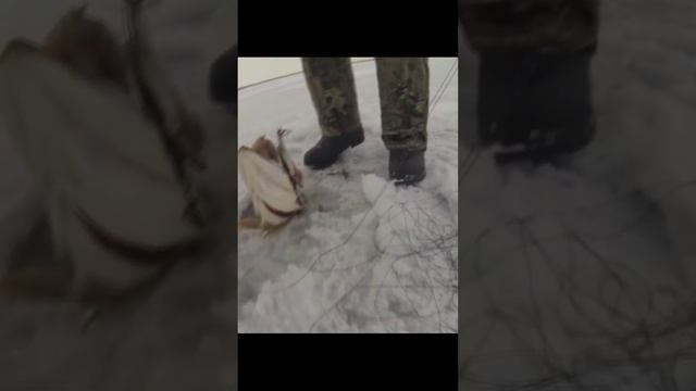 Щука 12 кг на живца со льда