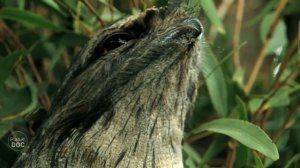 Tasmania Island | Woodland Creatures