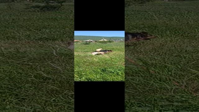 Правильные игры с собакой / Чегет, ищи! / собака ищет