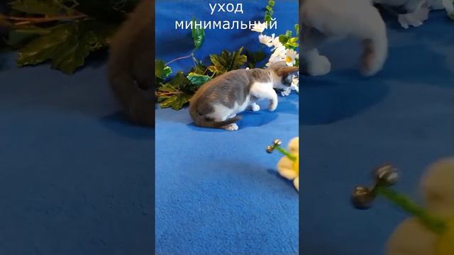 котенок рекс голубой с белым мраморный