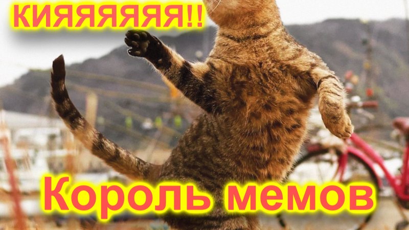 ПРИКОЛ С КОТОМ-ниндзя-кот/КОРОЛЬ МЕМОВ